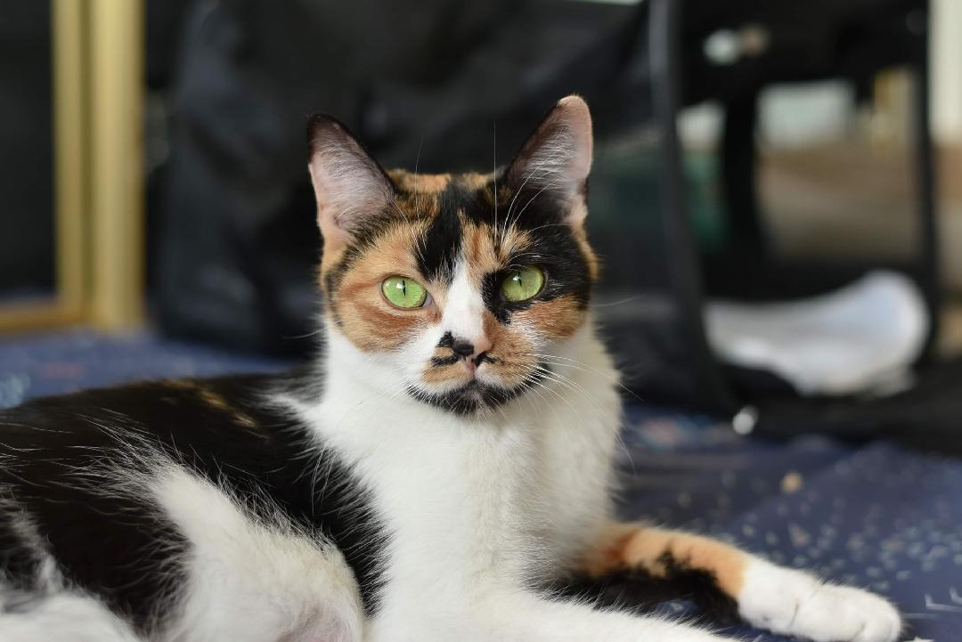 Cats for Adoption in Menifee, California | Alpha Paw