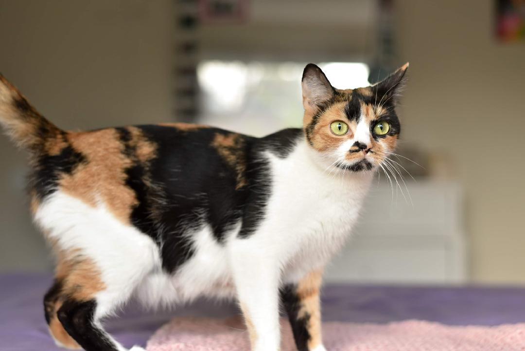 Cats for Adoption in Menifee, California | Alpha Paw