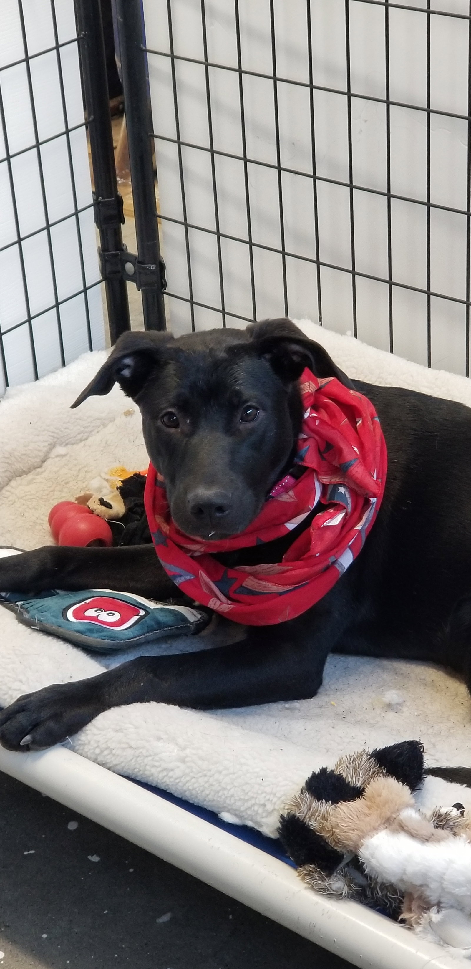 Dog for Adoption - Andie - in VT, a Labrador Retriever in Rutland ...
