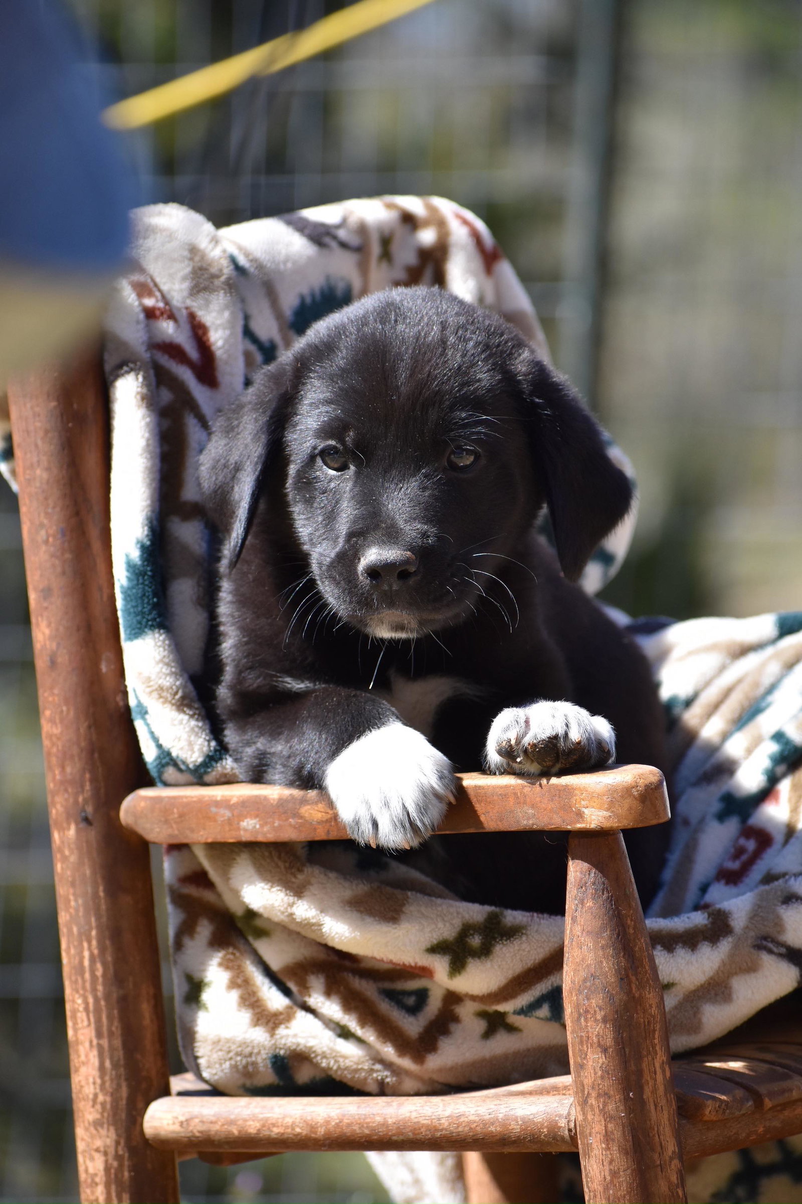 Dog for Adoption - Canton, a Labrador Retriever in Northfield, MA ...
