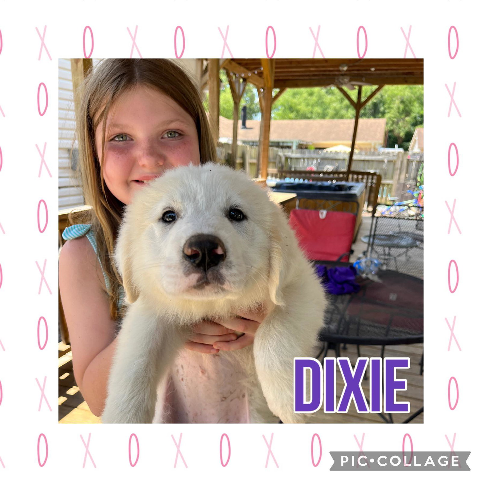 Dog for Adoption - Dixie, a Great Pyrenees in Newfane, VT | Alpha Paw