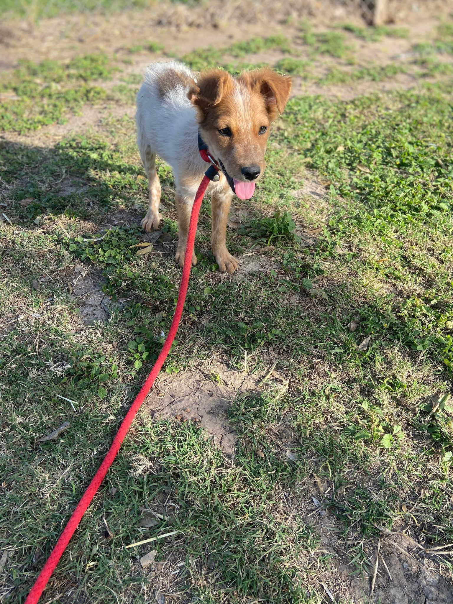 Dog for Adoption - Scamper, a Australian Cattle Dog/Blue Heeler in ...