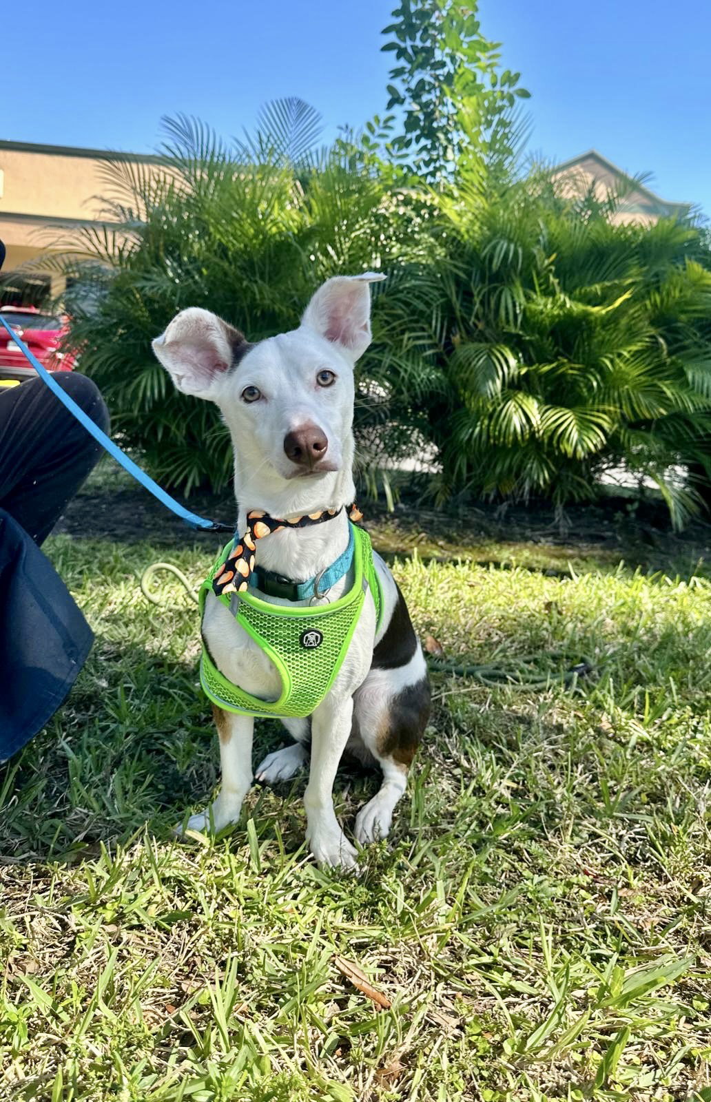 Dog for Adoption - COCO, a in Boca Raton, FL | Alpha Paw