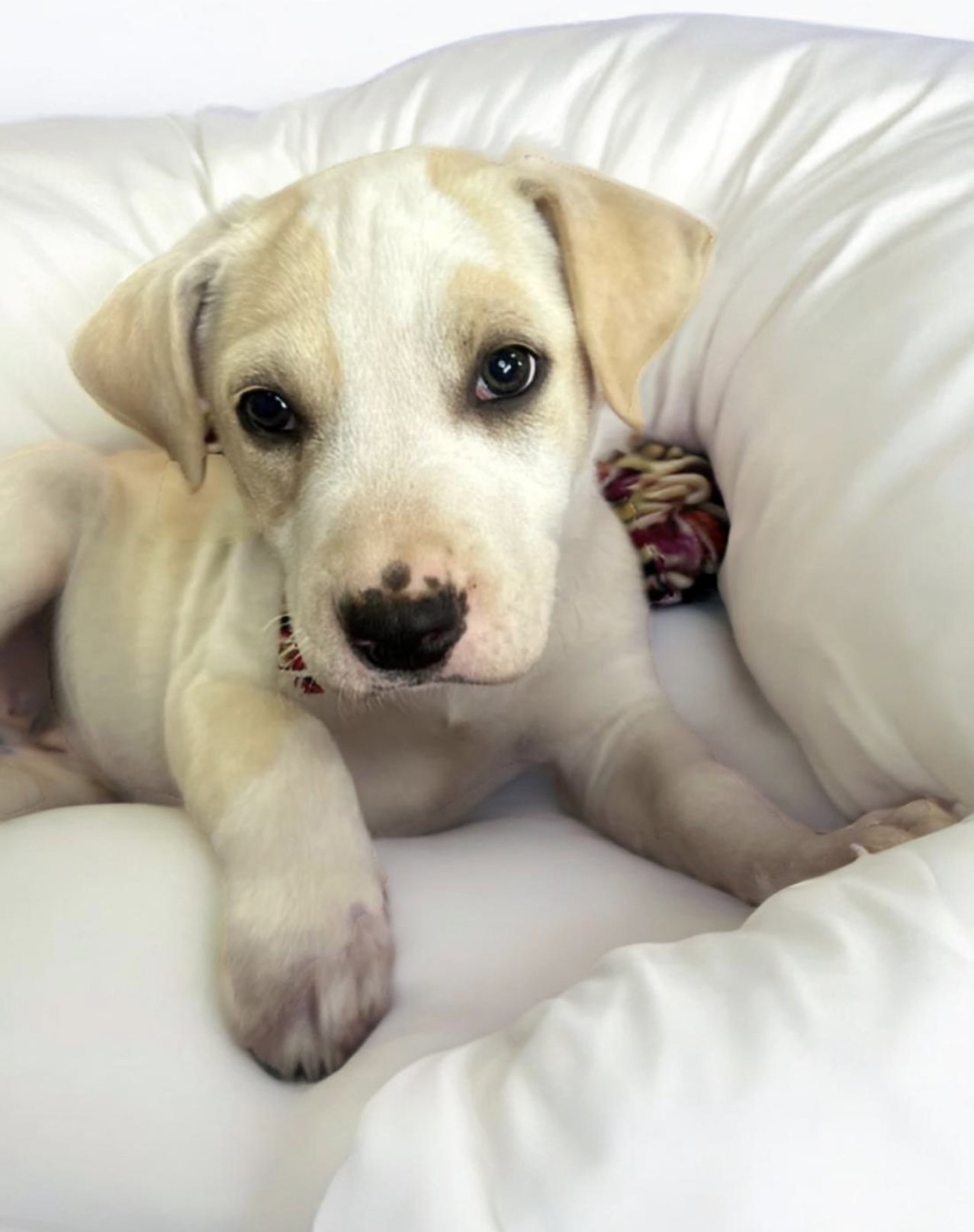Dog for Adoption - COCONUT, a Labrador Retriever in Kings Point, FL ...