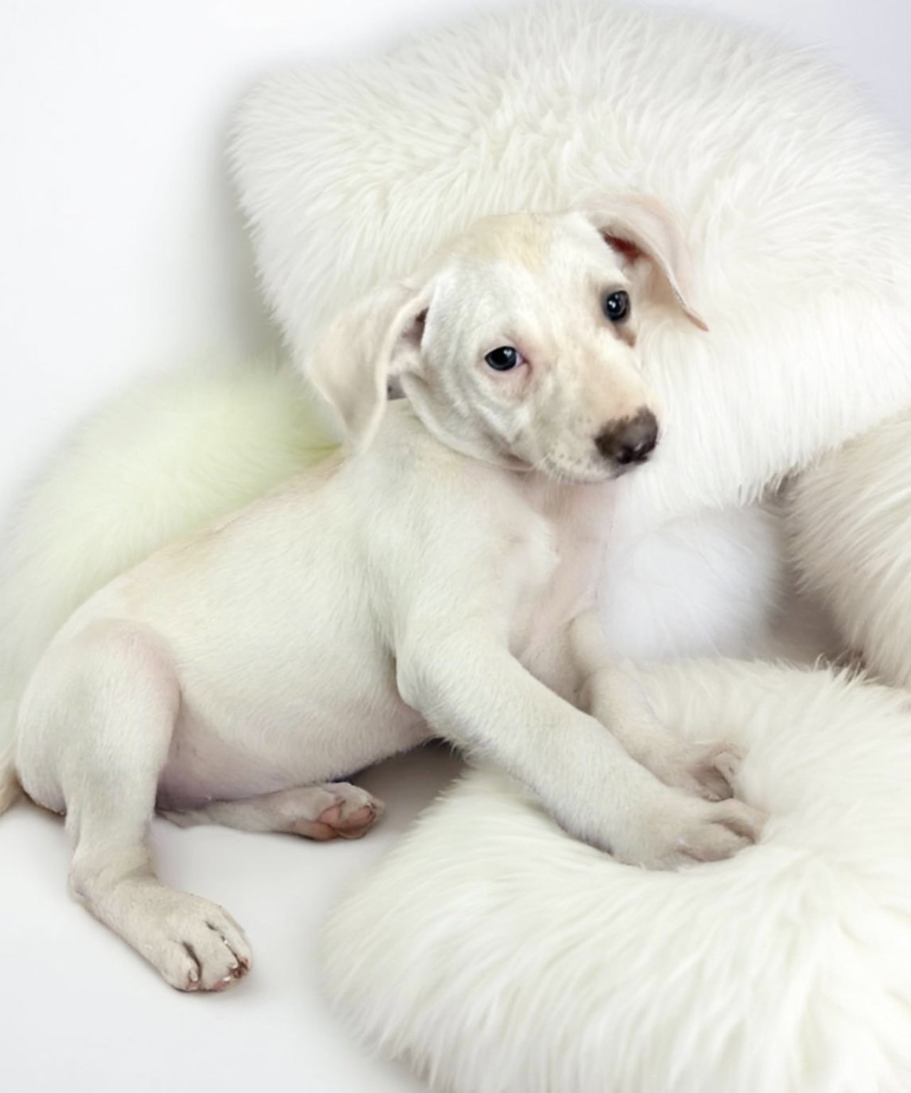 Dog for Adoption - STRAWBERRY, a Labrador Retriever in Palm Beach ...