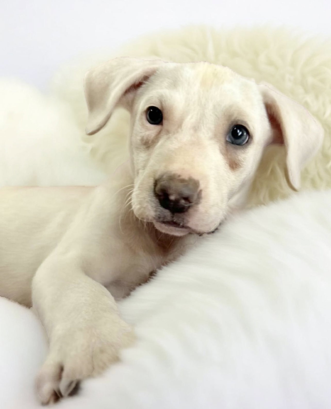 Dog for Adoption - STRAWBERRY, a Labrador Retriever in Palm Beach ...