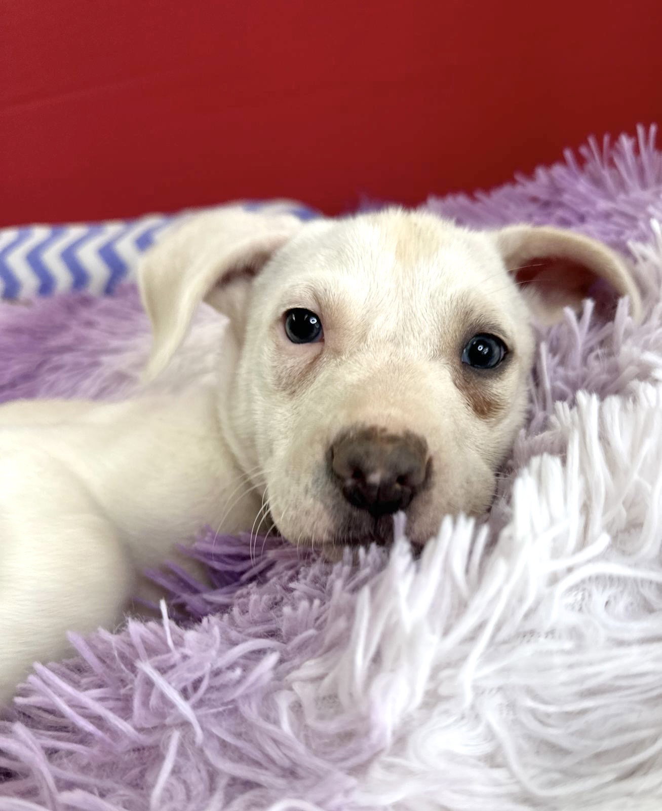 Dog for Adoption - STRAWBERRY, a Labrador Retriever in Palm Beach ...