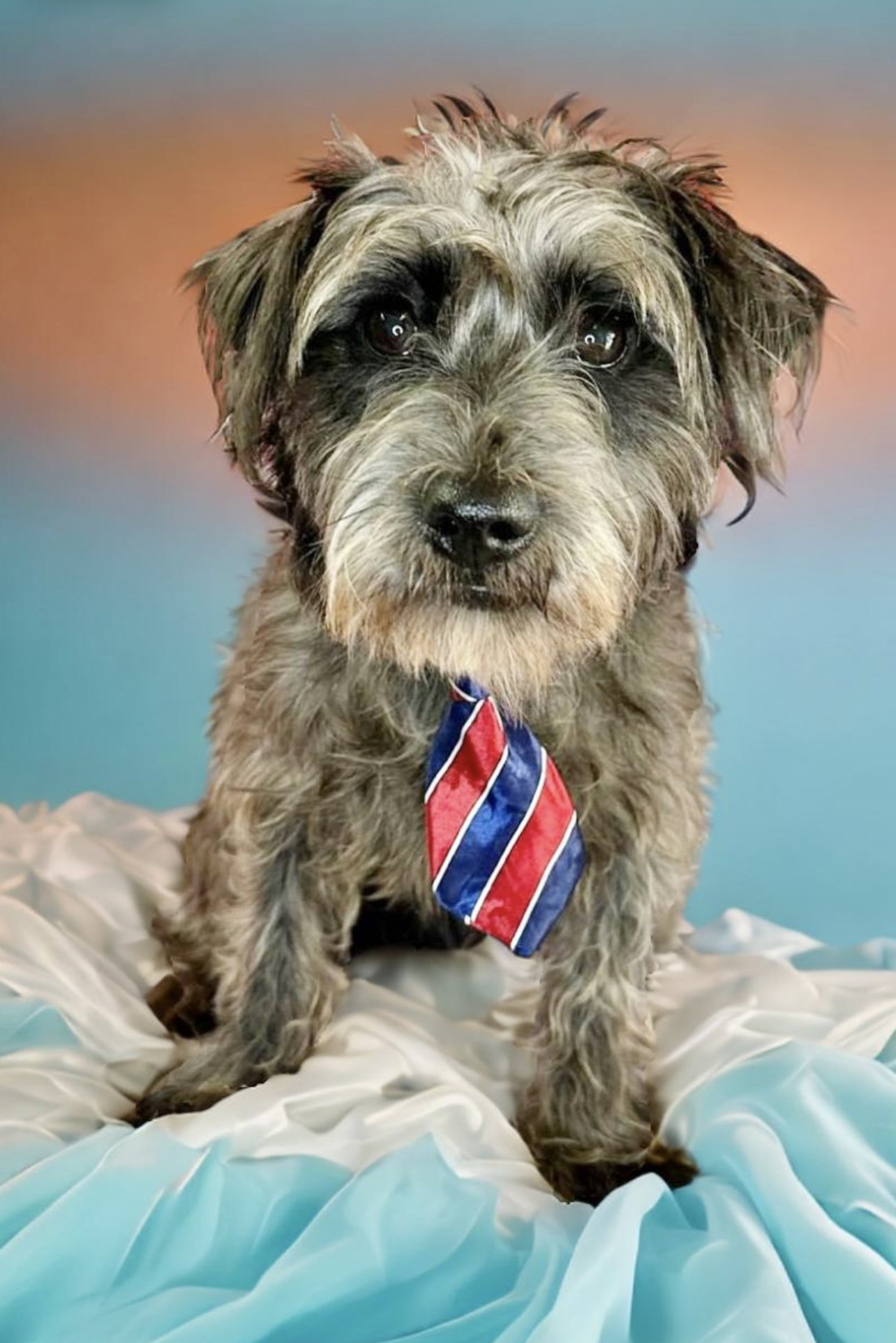 Dog for Adoption - BOBBY, a Shih Tzu in Andover, FL | Alpha Paw