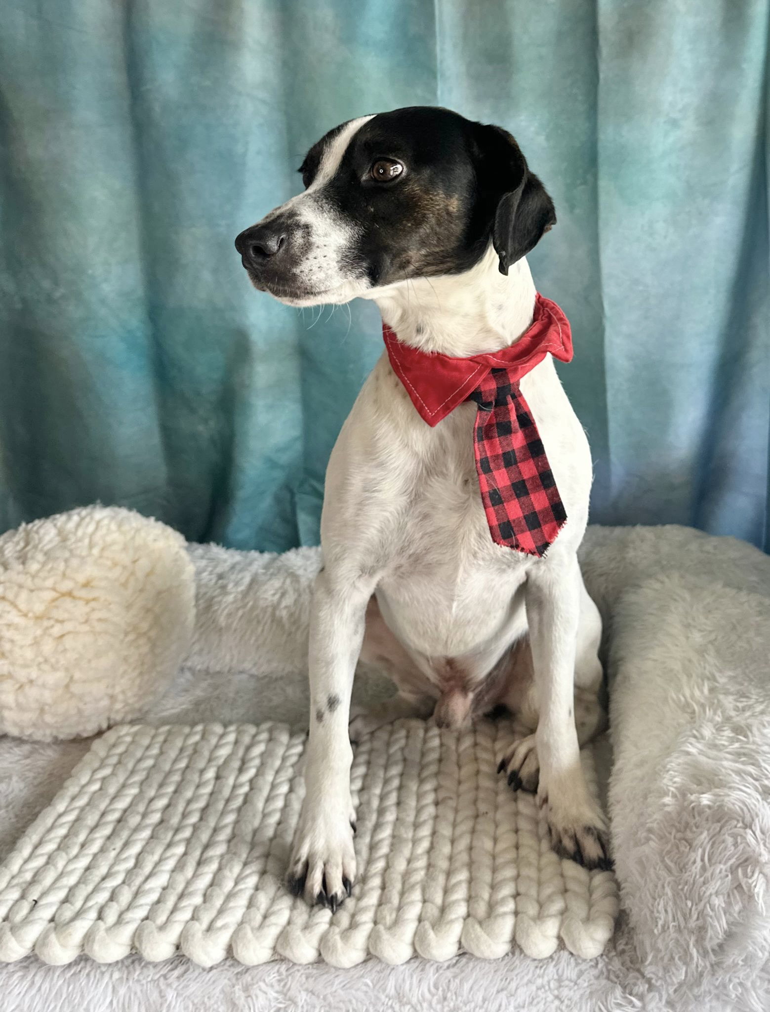 Dog for Adoption - JACK, a English Pointer in Palm Beach County, FL ...