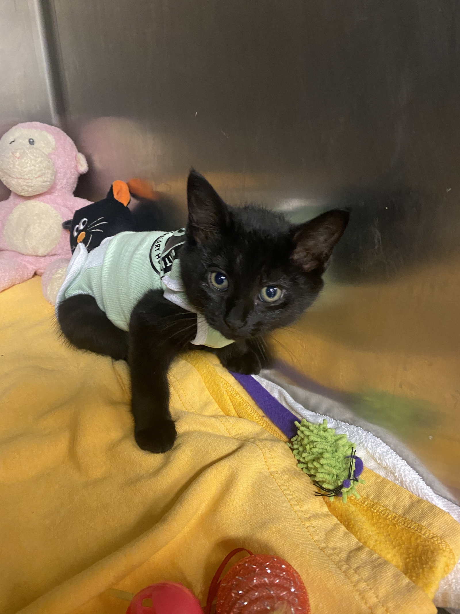 Cats for Adoption in Laurel Bay, South Carolina | Alpha Paw