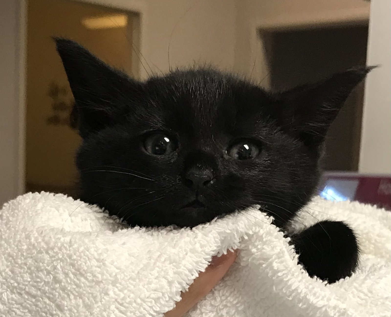 Cats for Adoption in Laurel Bay, South Carolina | Alpha Paw