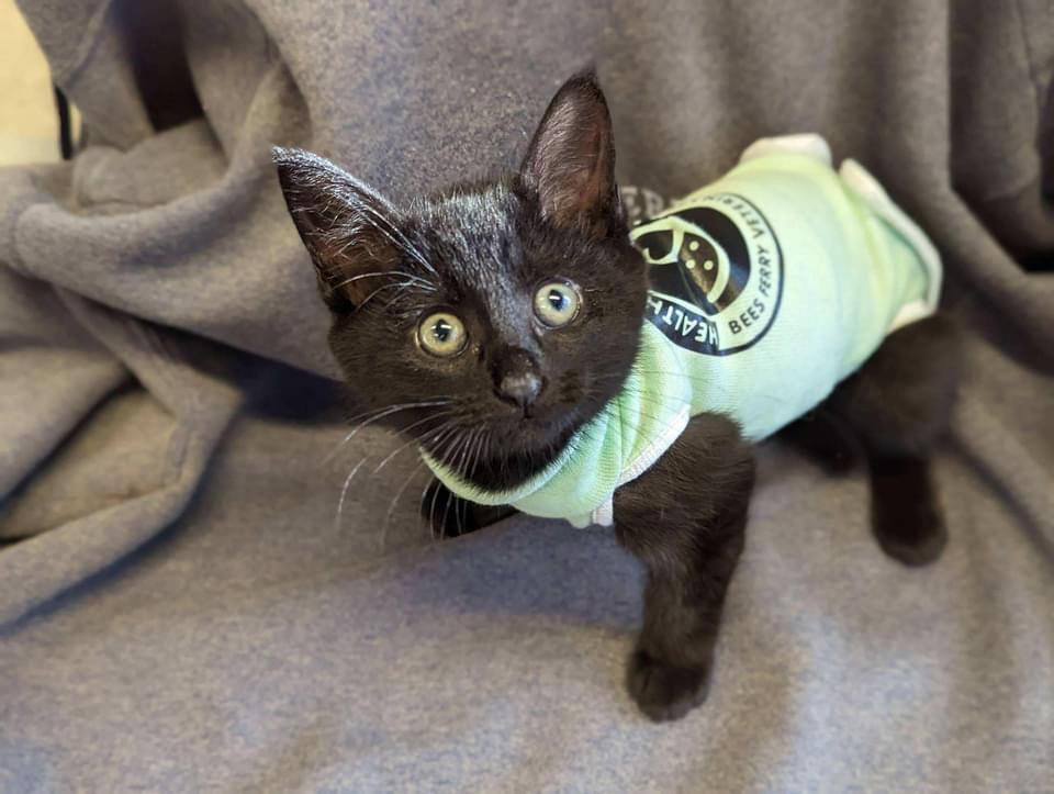 Cats for Adoption in Laurel Bay, South Carolina | Alpha Paw