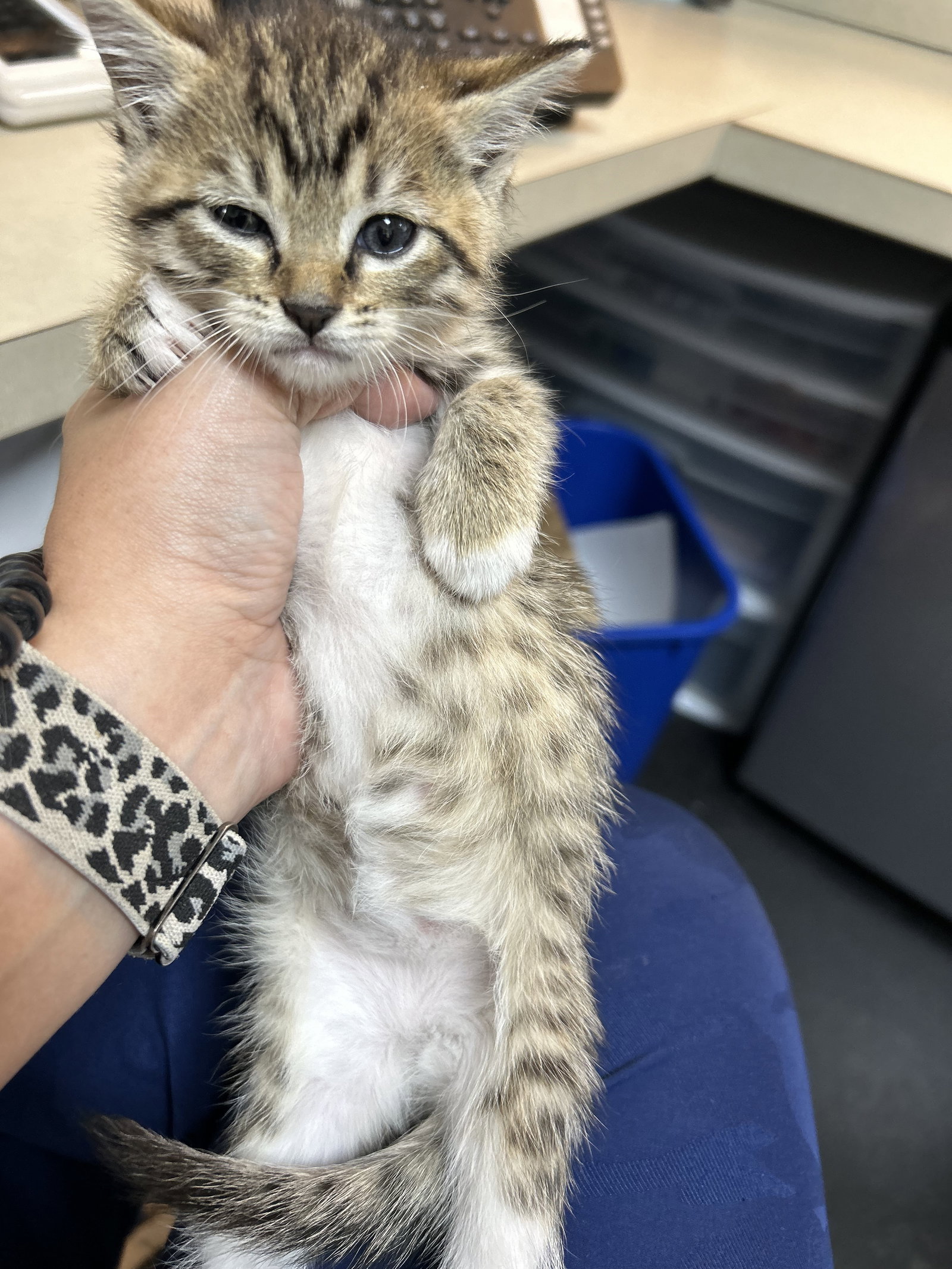 Cats for Adoption in Laurel Bay, South Carolina | Alpha Paw