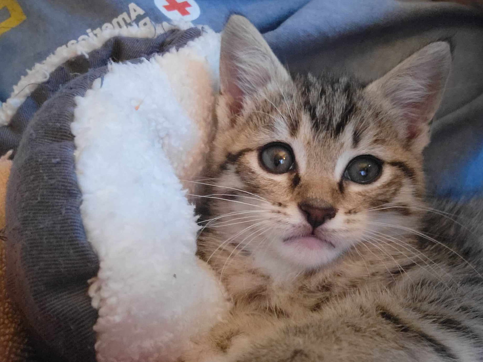 Cats for Adoption in Laurel Bay, South Carolina | Alpha Paw