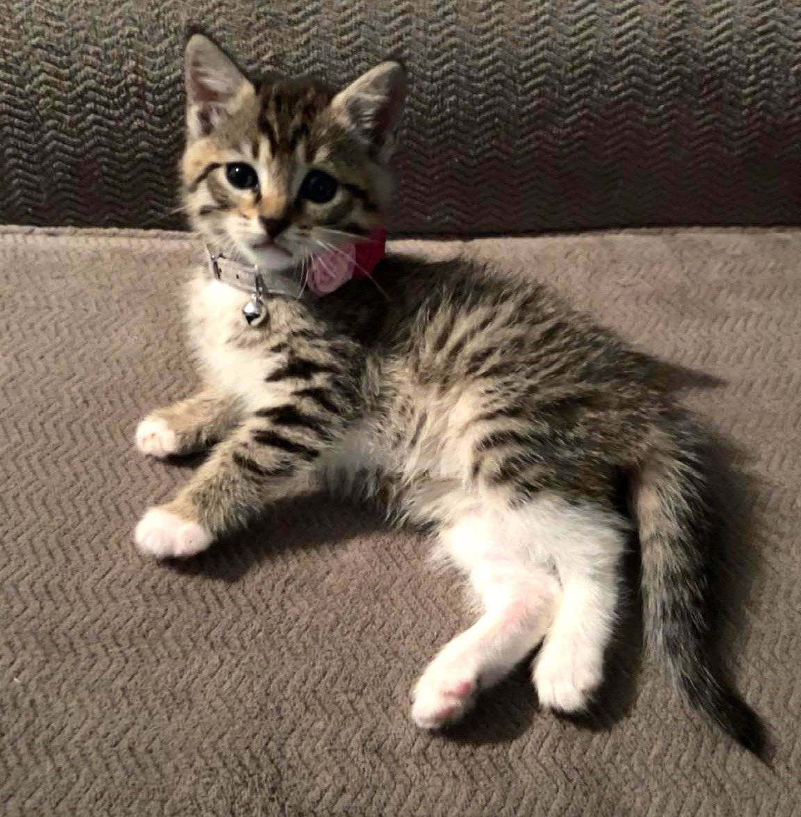 Cats for Adoption in Laurel Bay, South Carolina | Alpha Paw