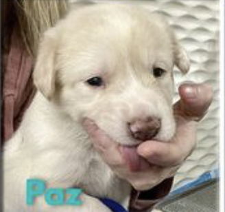 Dog for Adoption - Paz, a Great Pyrenees in New Territory, TX | Alpha Paw