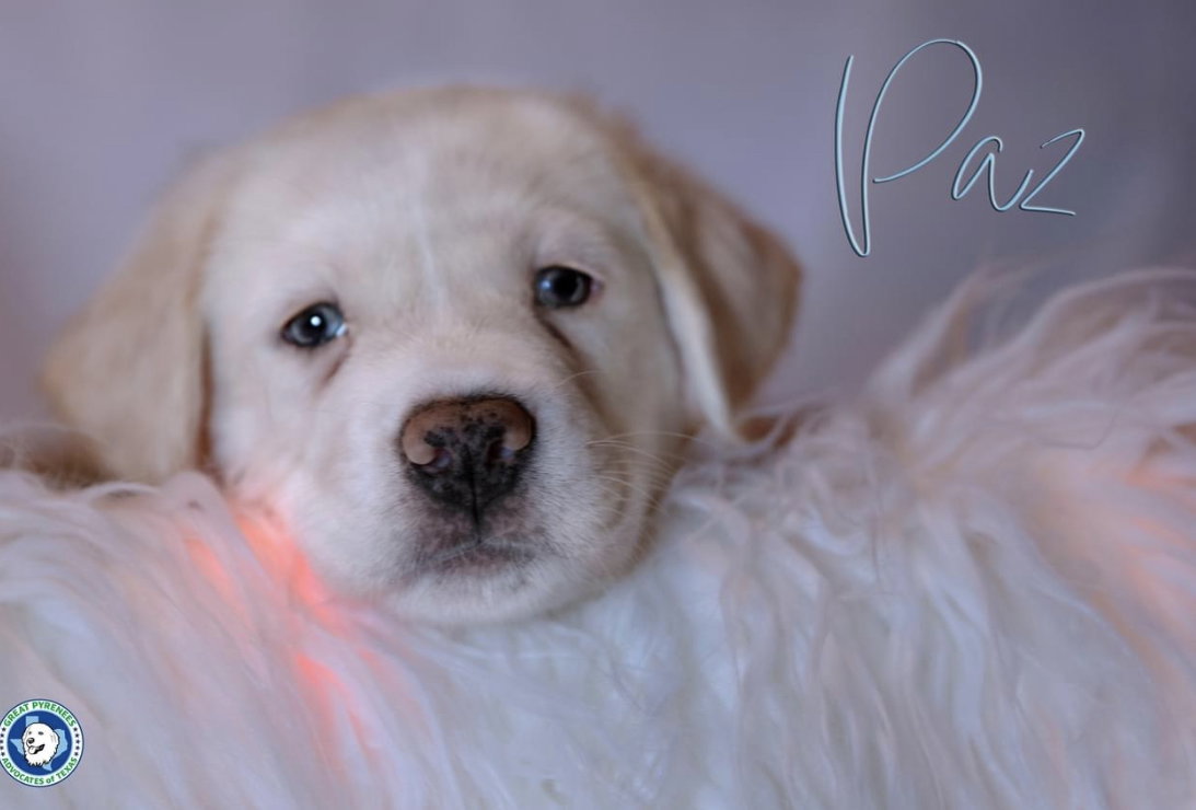 Dog for Adoption - Paz, a Great Pyrenees in New Territory, TX | Alpha Paw