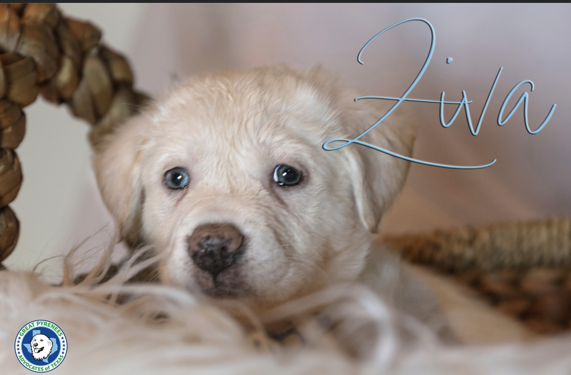 Dog for Adoption - Ziva, a Great Pyrenees in Richmond, TX | Alpha Paw