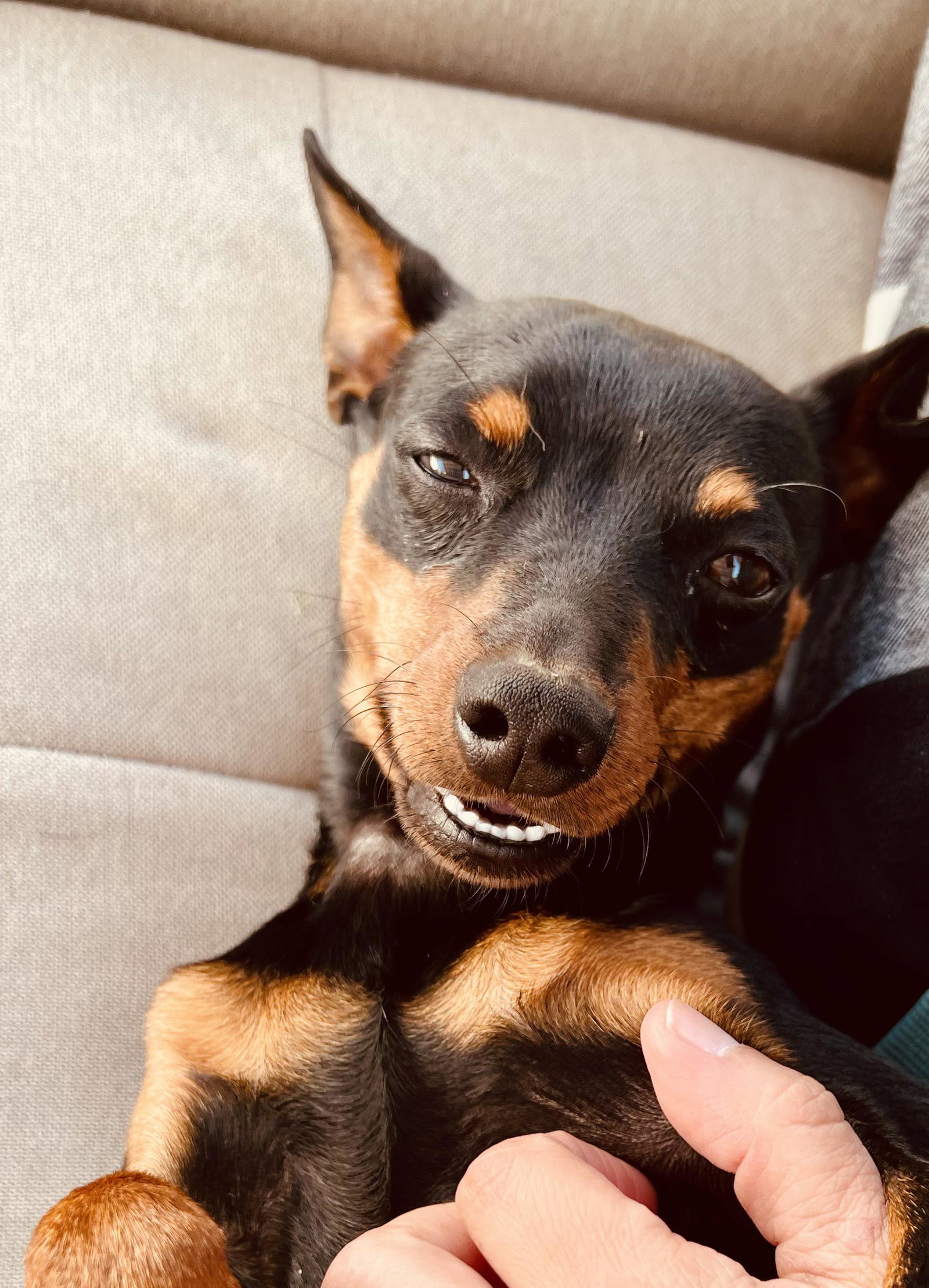 Dog for Adoption - Poncho, a Miniature Pinscher in Glendale, CA | Alpha Paw