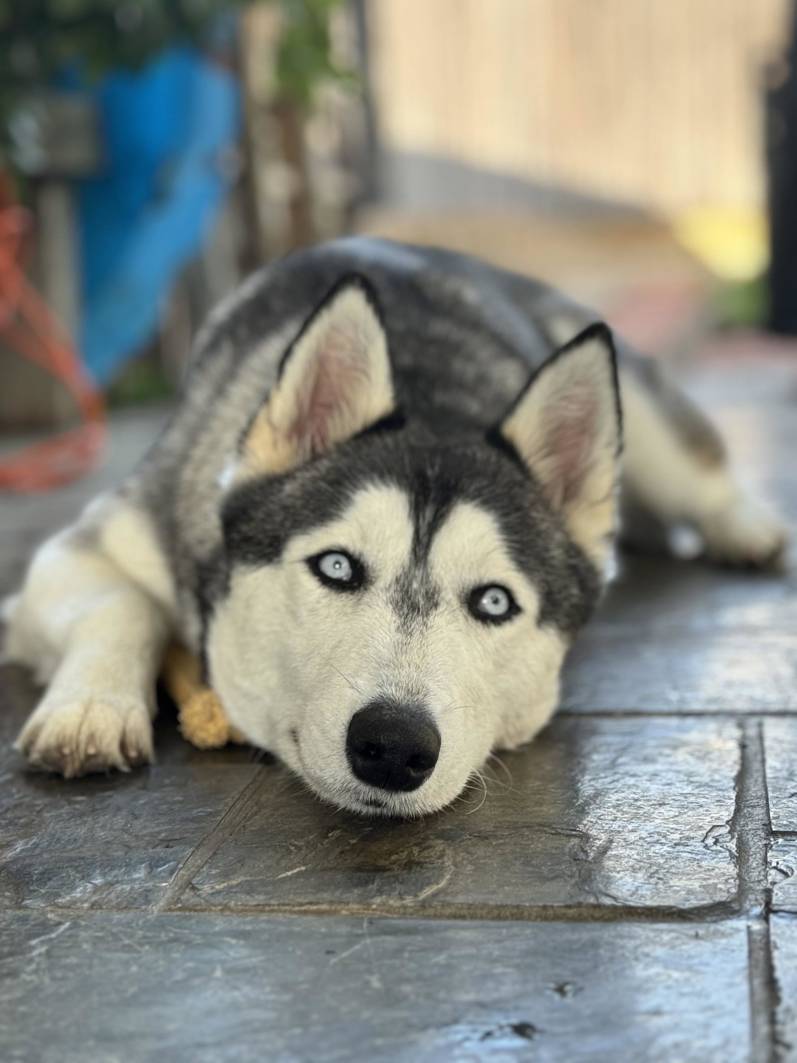 Dog for Adoption - Megan Fox, a Siberian Husky in Agua Dulce, CA ...