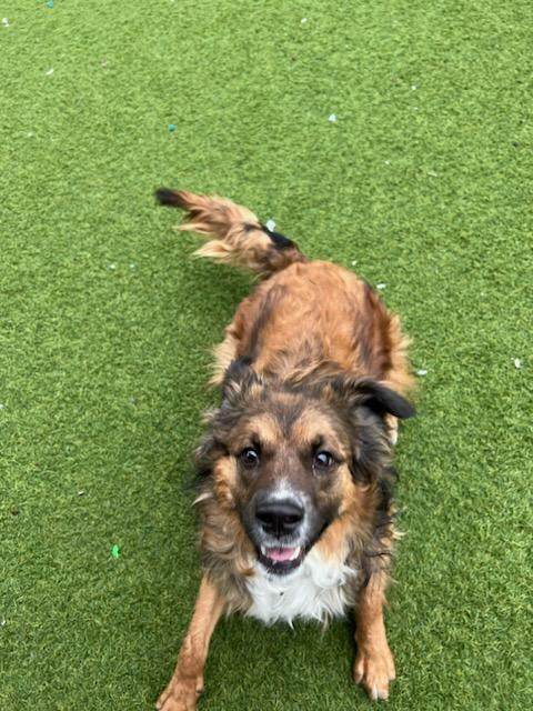 Dog for Adoption - Phoenix (Courtesy post), a Australian Shepherd in ...