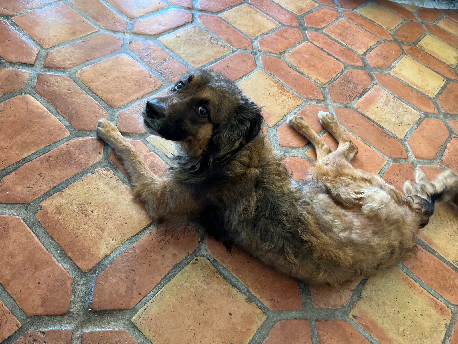 Dog for Adoption - Phoenix (Courtesy post), a Australian Shepherd in ...