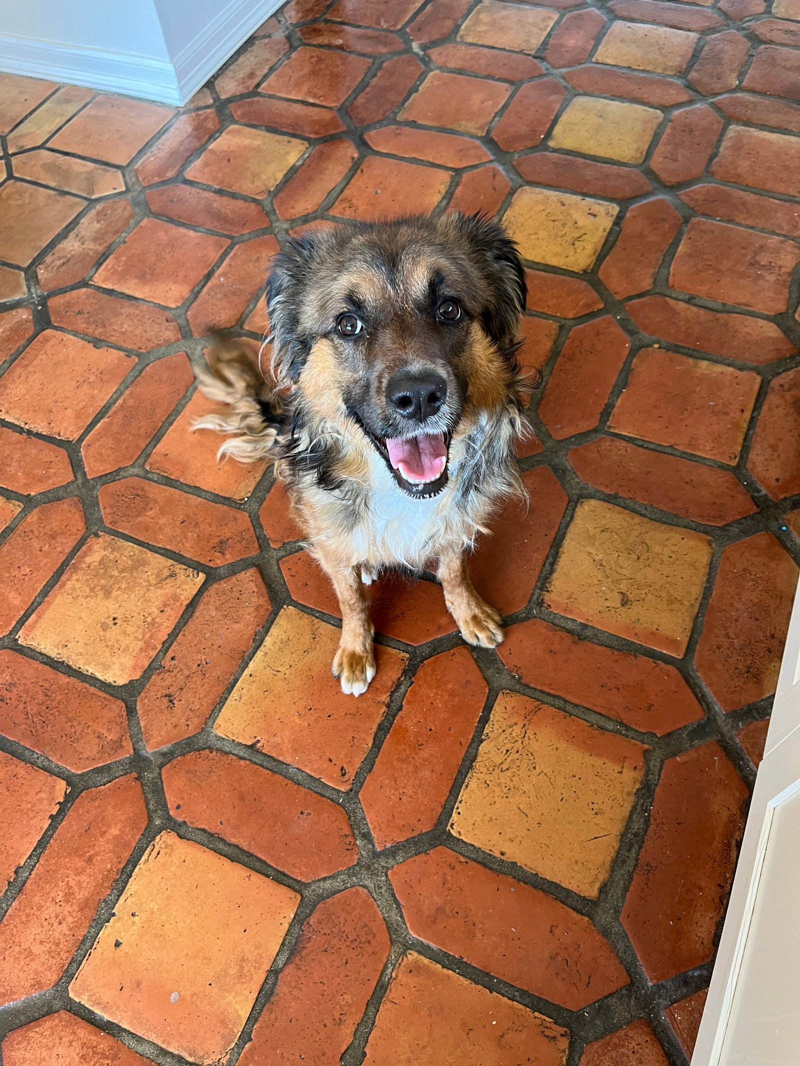 Dog for Adoption - Phoenix (Courtesy post), a Australian Shepherd in ...