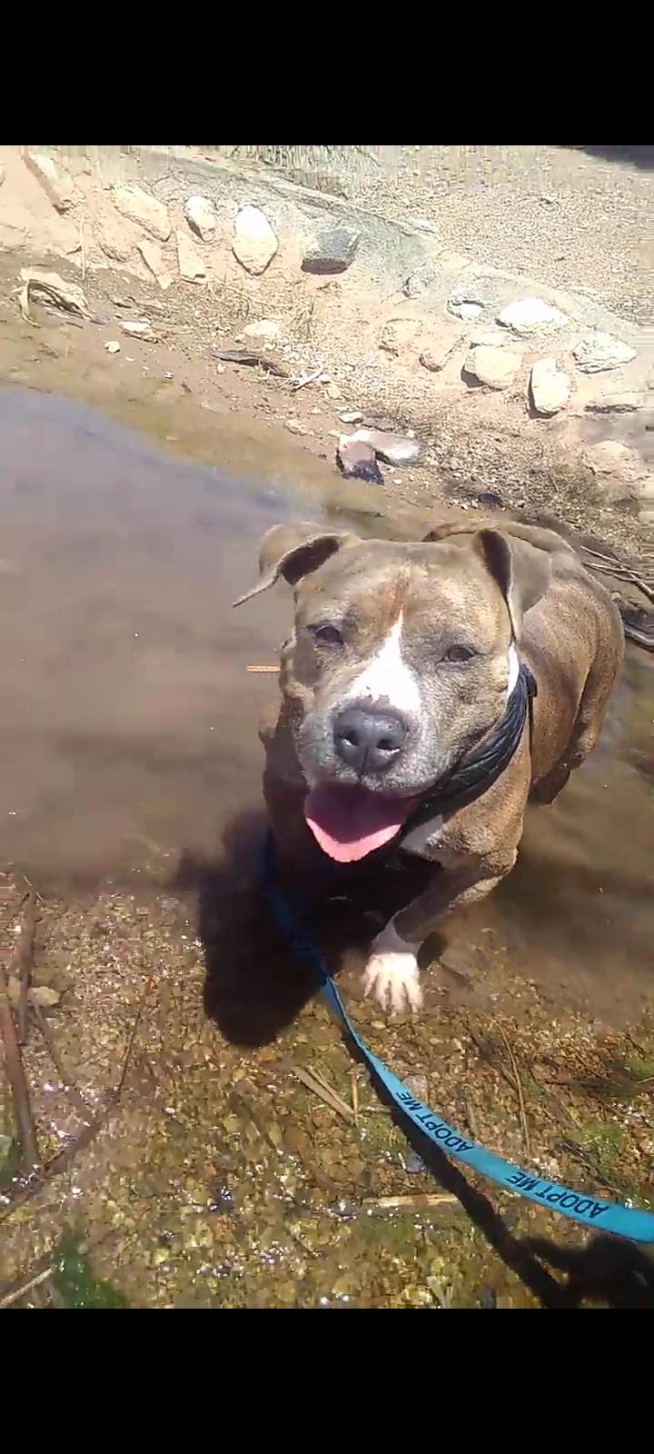 Dog for Adoption - Biggie (Courtesy post), a American Staffordshire ...