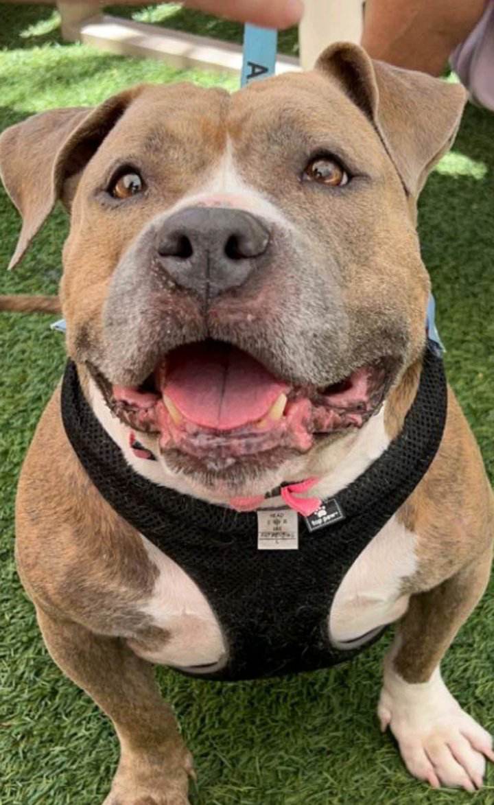 Dog for Adoption - Biggie (Courtesy post), a American Staffordshire ...