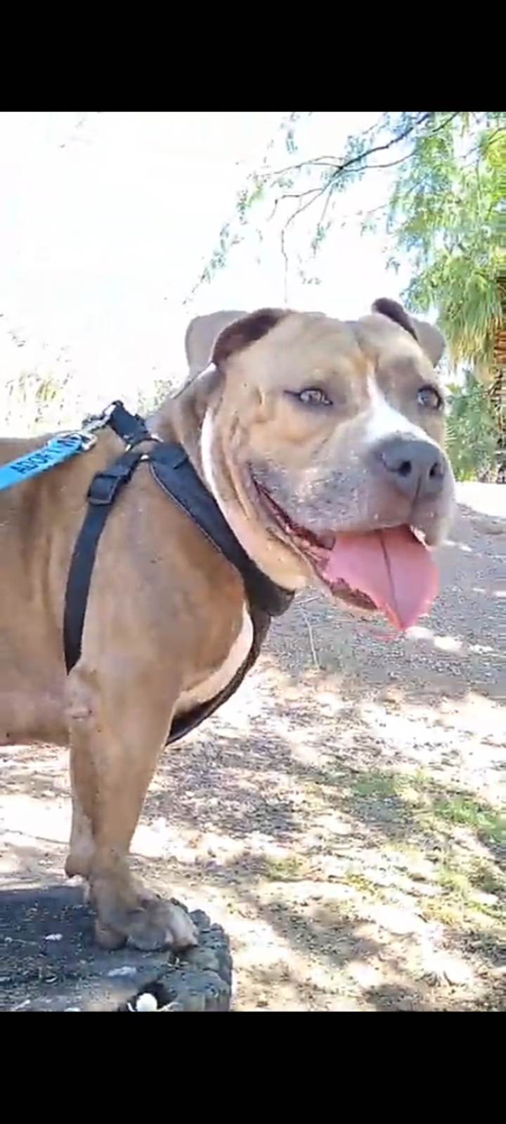 Dog for Adoption - Biggie (Courtesy post), a American Staffordshire ...