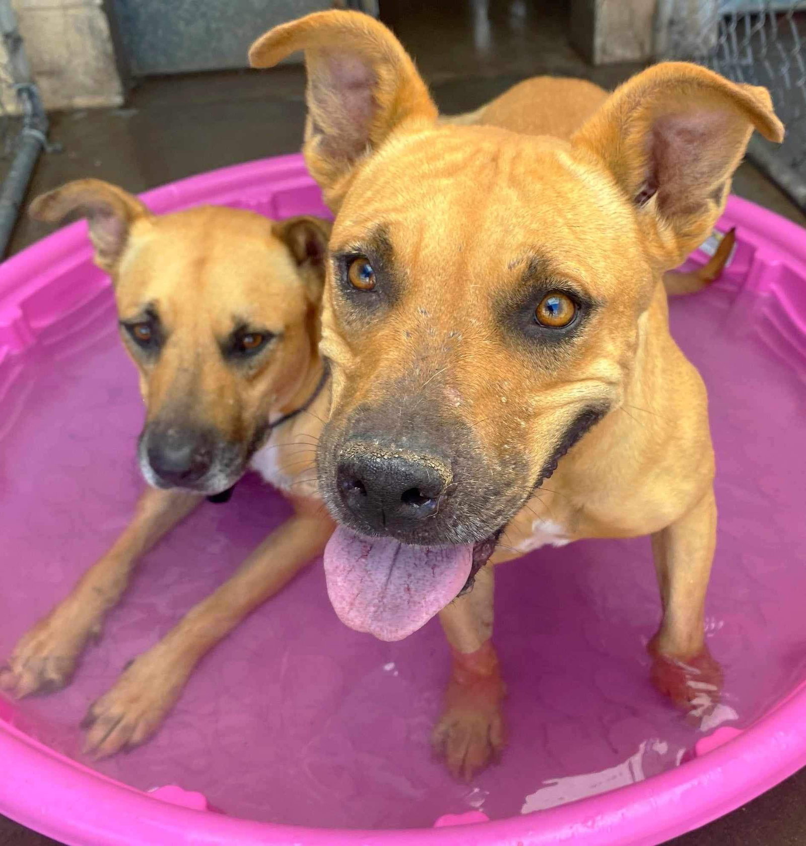 Dog for Adoption - Gigi (Bonded pair Amigo), a American Staffordshire ...