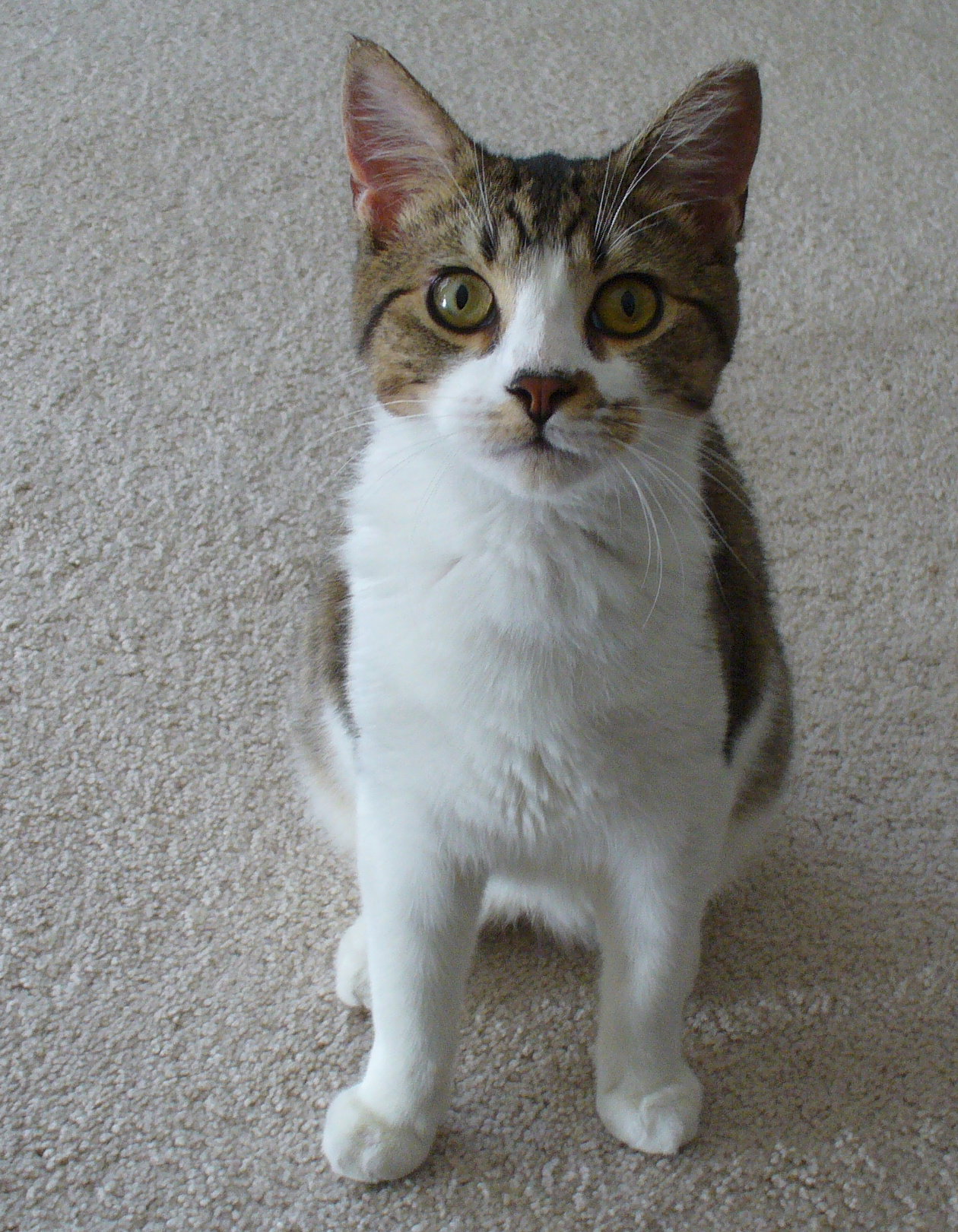 Jason | 13th Street Cat Rescue | San Jose, CA