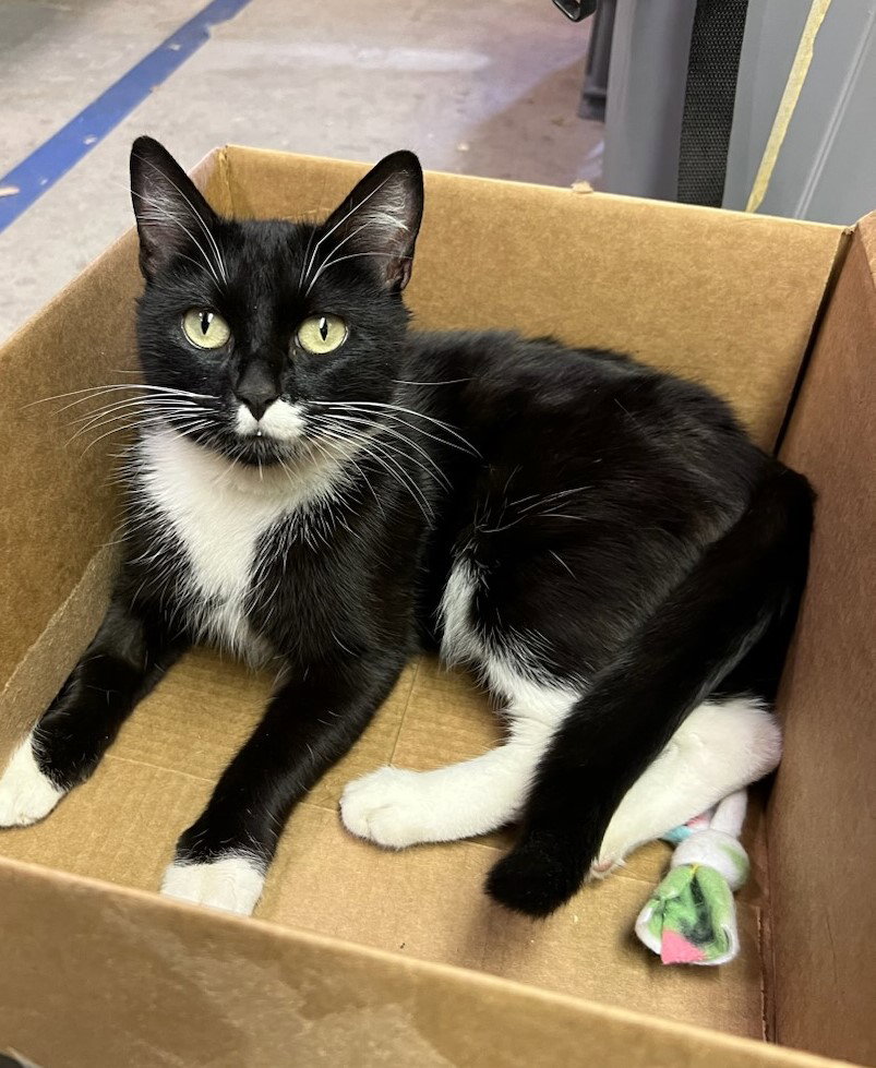 Cats for Adoption in Moss Beach, California | Alpha Paw