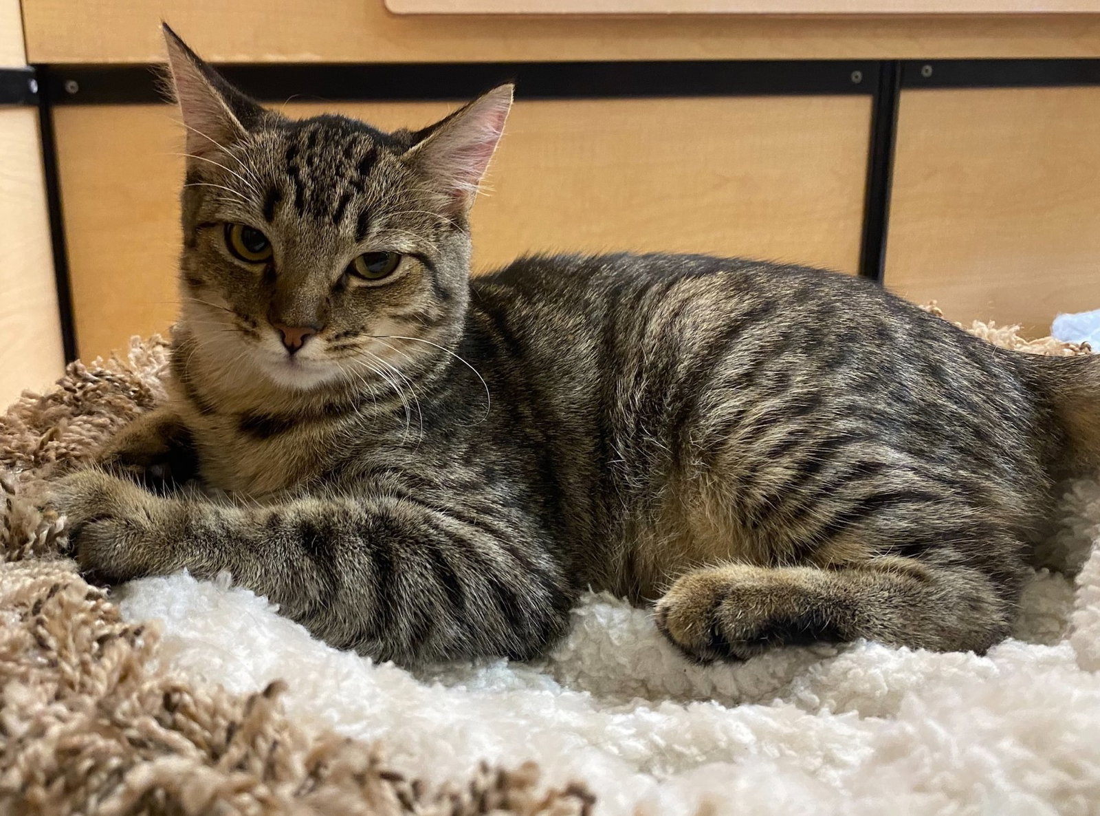Cats for Adoption in Cupertino, California | Alpha Paw