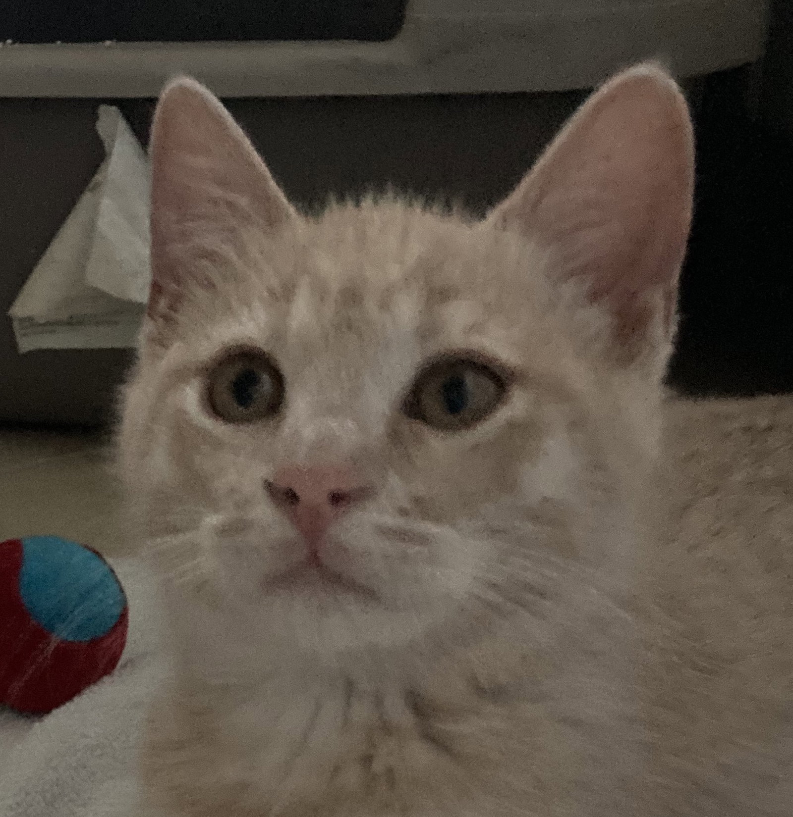 Bowser | 13th Street Cat Rescue | San Jose, CA