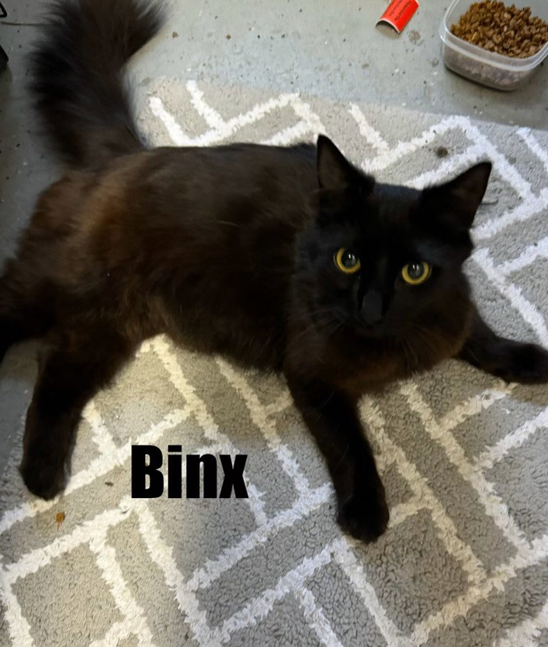 binx | 13th Street Cat Rescue | San Jose, CA