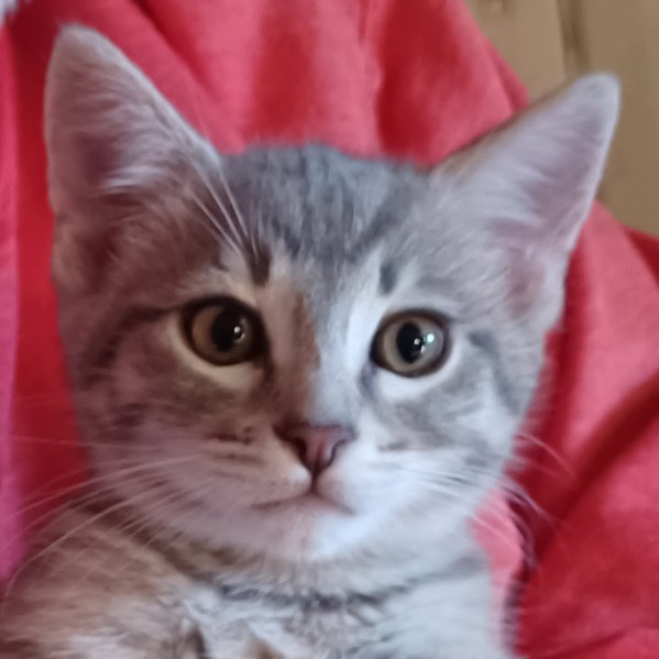 Clover | 13th Street Cat Rescue | San Jose, CA