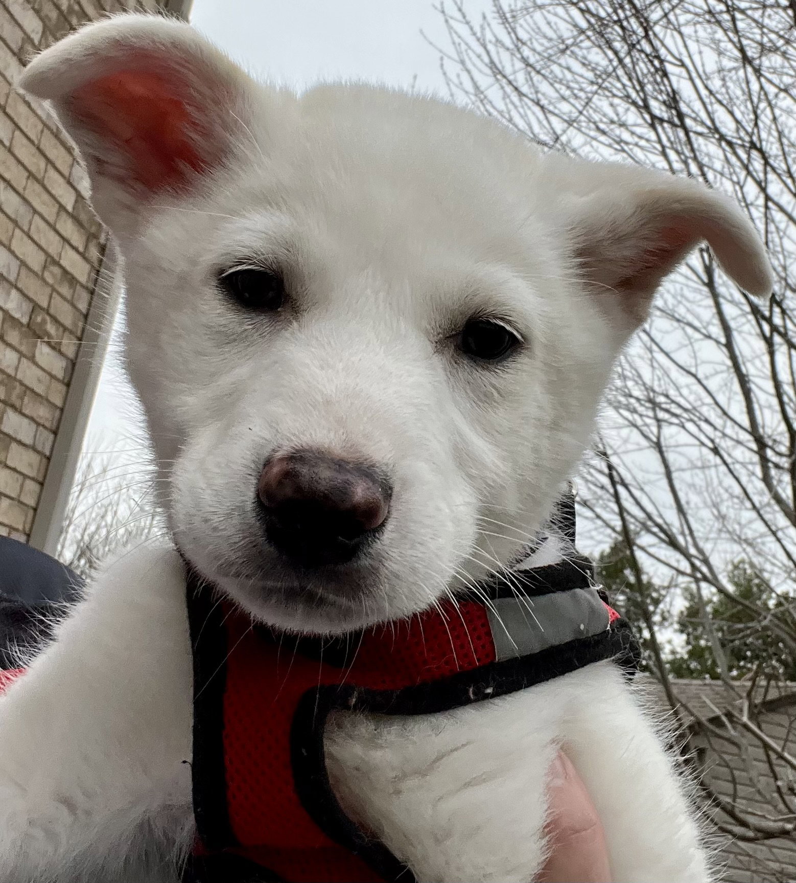 PEANUT's Web Page