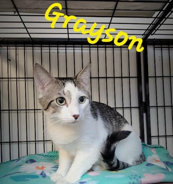 Cat adoption in Perry, GA 31069: Domestic Short Hair (short coat) Cat "Grayson"