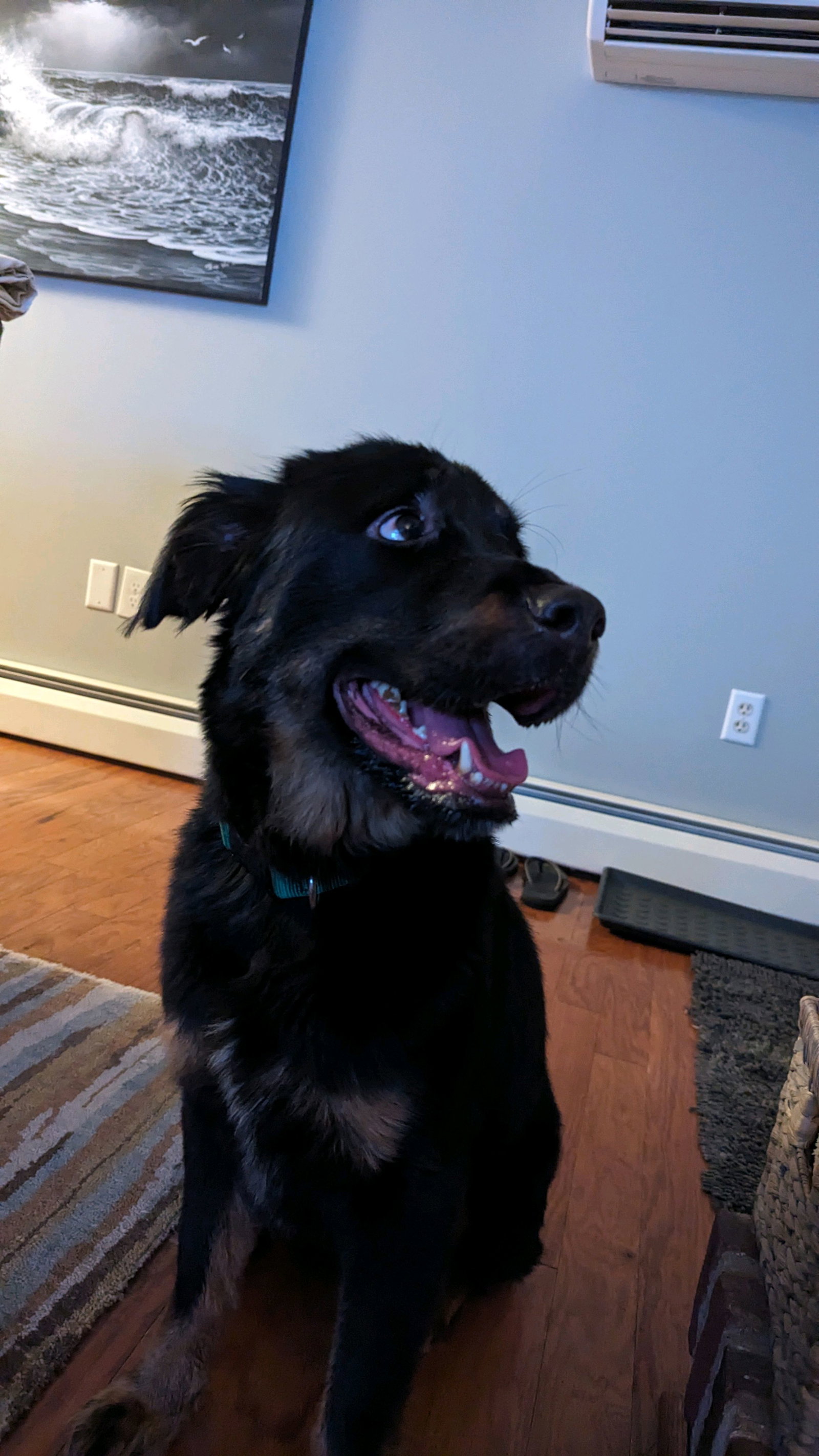 Pongo's Web Page