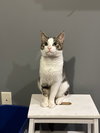Animal List