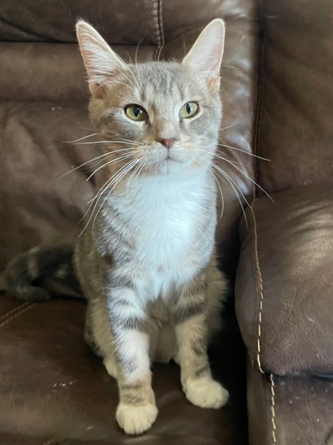 Cat adoption in Crossville, TN 38557: Domestic Short Hair (short coat ...