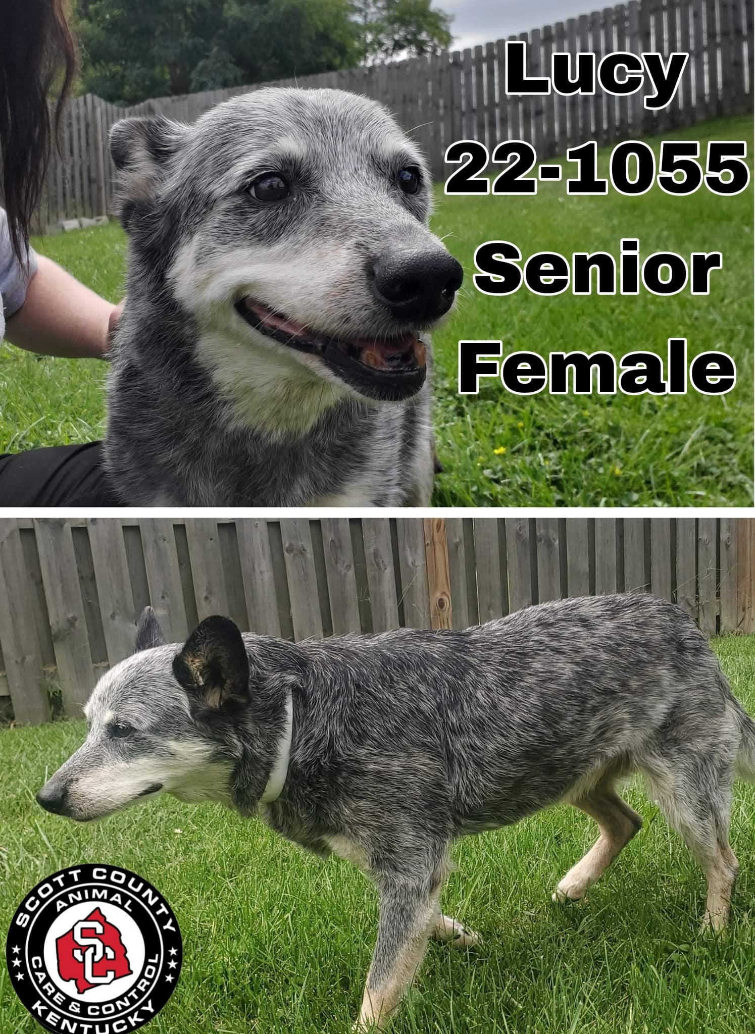 Dog for Adoption - Lucy, a Australian Cattle Dog/Blue Heeler in ...