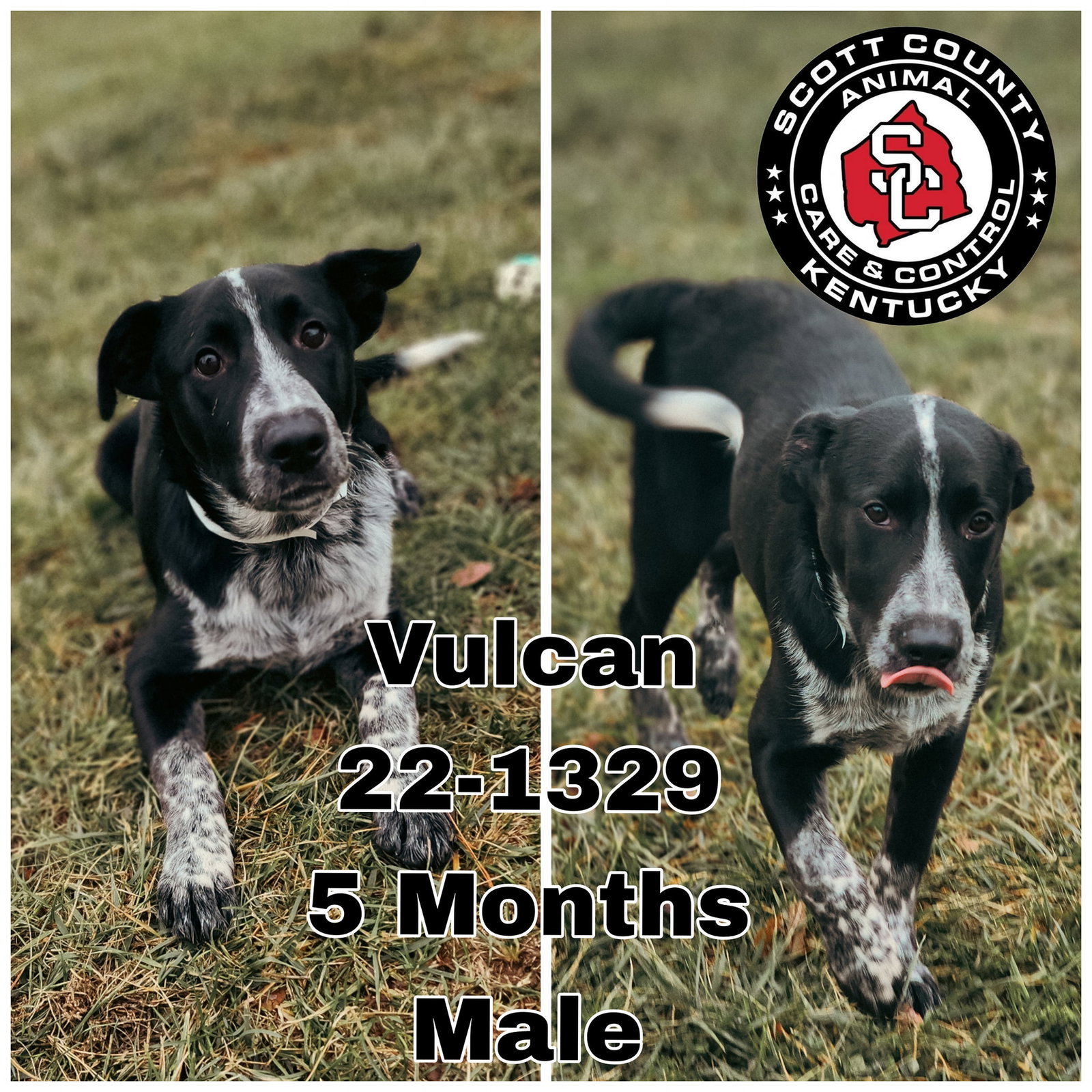 Dog for Adoption - Vulcan, a Australian Cattle Dog/Blue Heeler in ...