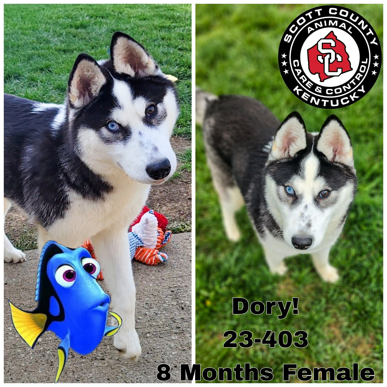 Dog for Adoption - Dory, a Siberian Husky in Campbell County, KY ...