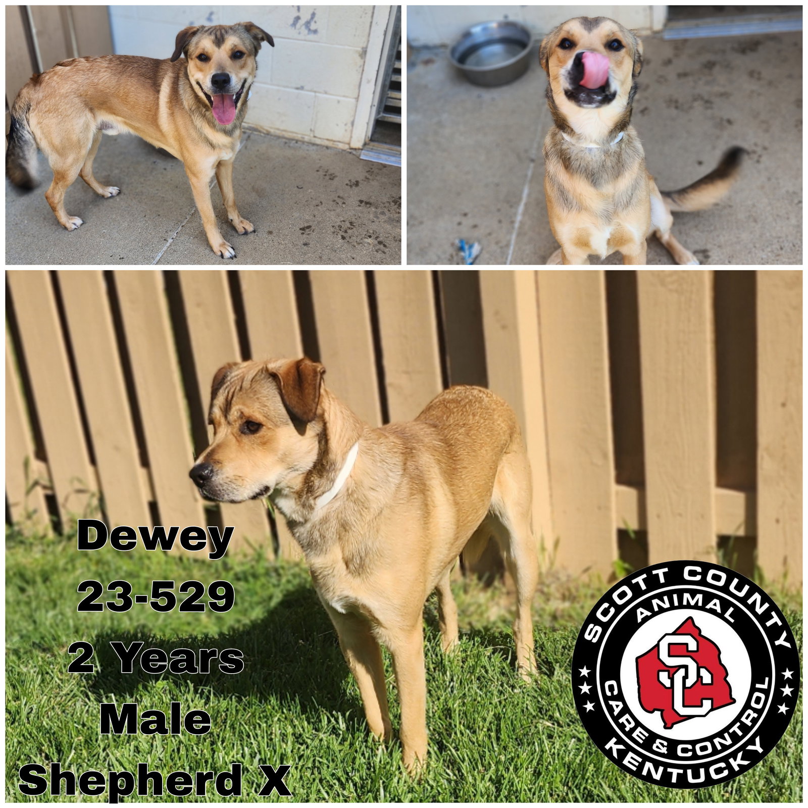 Dog for Adoption - Dewey, a German Shepherd Dog in Mount Olivet, KY ...