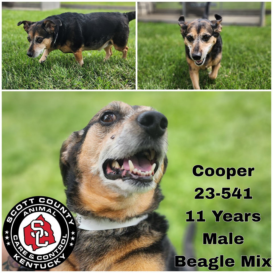 Dog for Adoption - Cooper, a Beagle in Augusta, KY | Alpha Paw