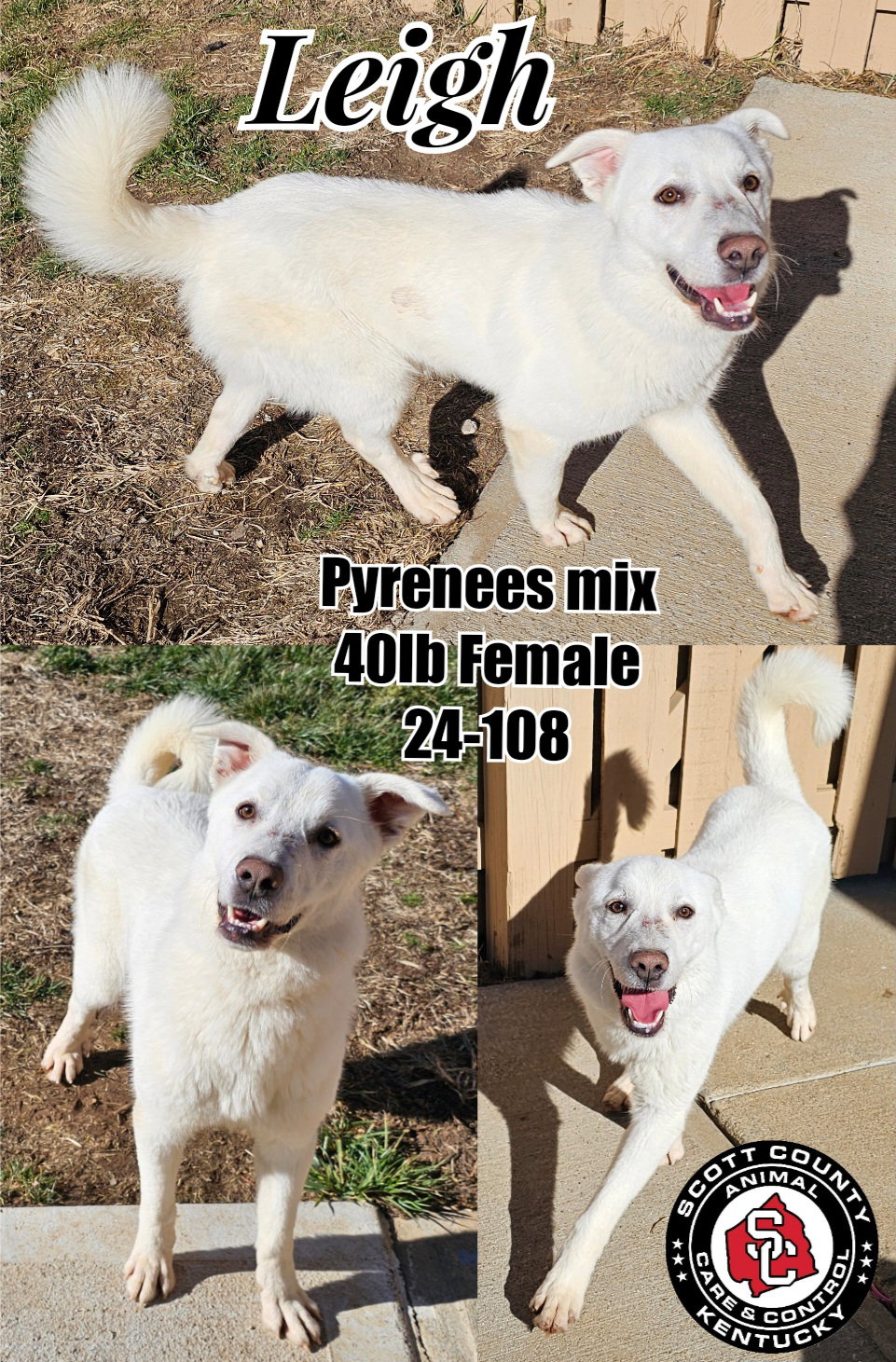 Dog for Adoption - Leigh, a Great Pyrenees in Kenton County, KY | Alpha Paw