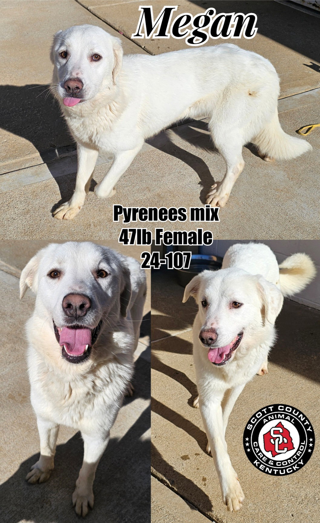 Dog for Adoption - Megan, a Great Pyrenees in Dry Ridge, KY | Alpha Paw