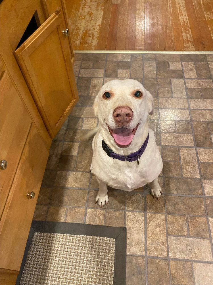 Dog for Adoption - Lucky 1 aka â Lucky Duckâ , a Labrador Retriever in ...